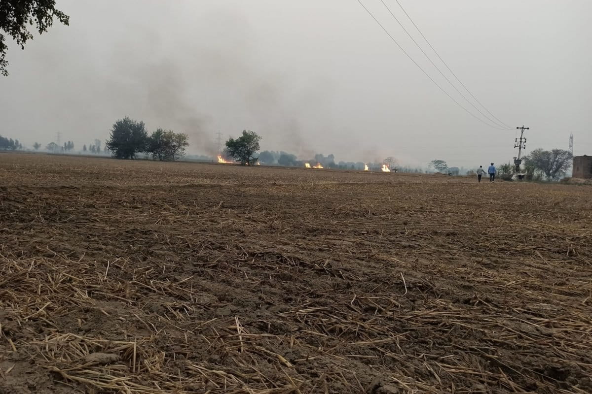 Organic agriculture critical for generating indigenous, clean fuel