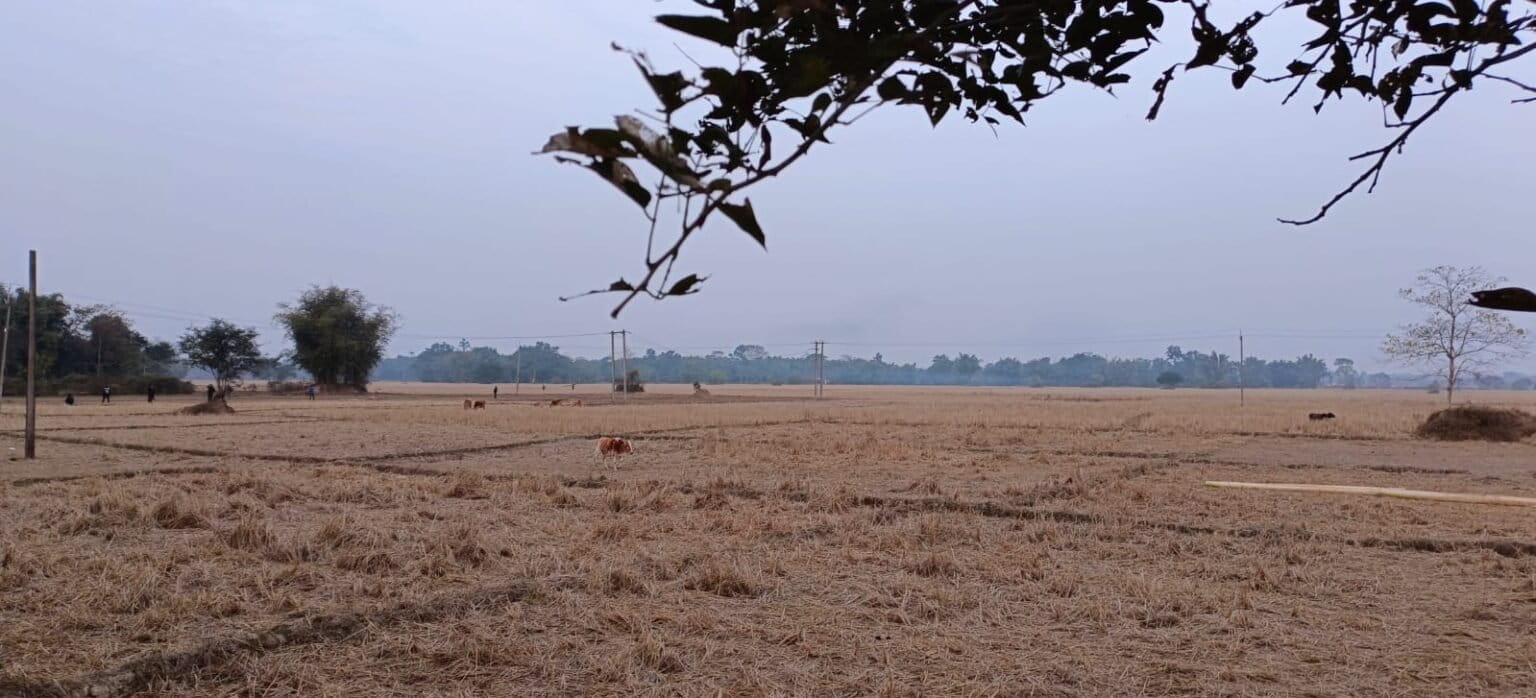 Abrupt floods and drought-like situations in Assam disrupt farming practices