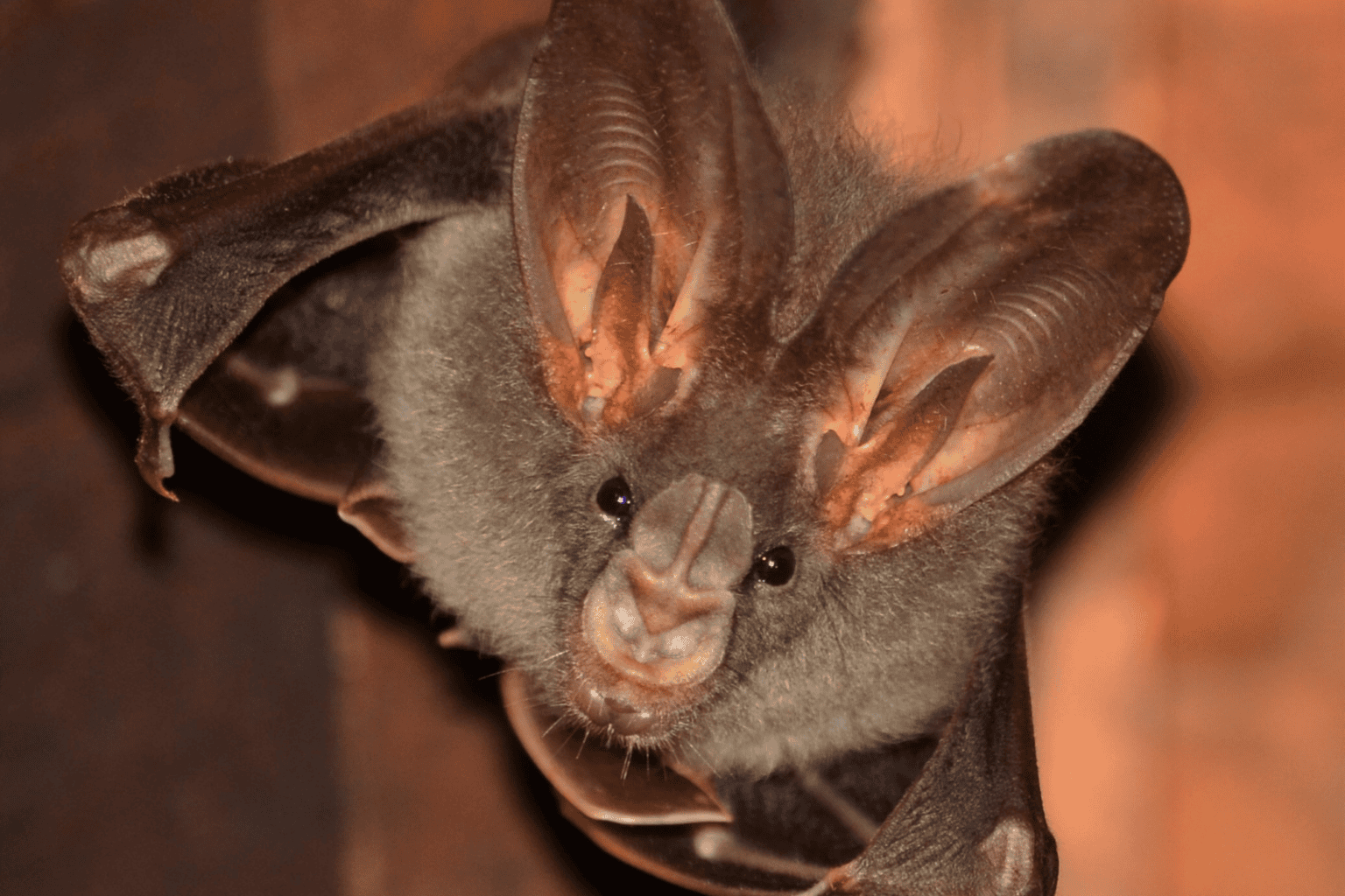 Flying is riskier for female katydids, finds India's first insect radio ...