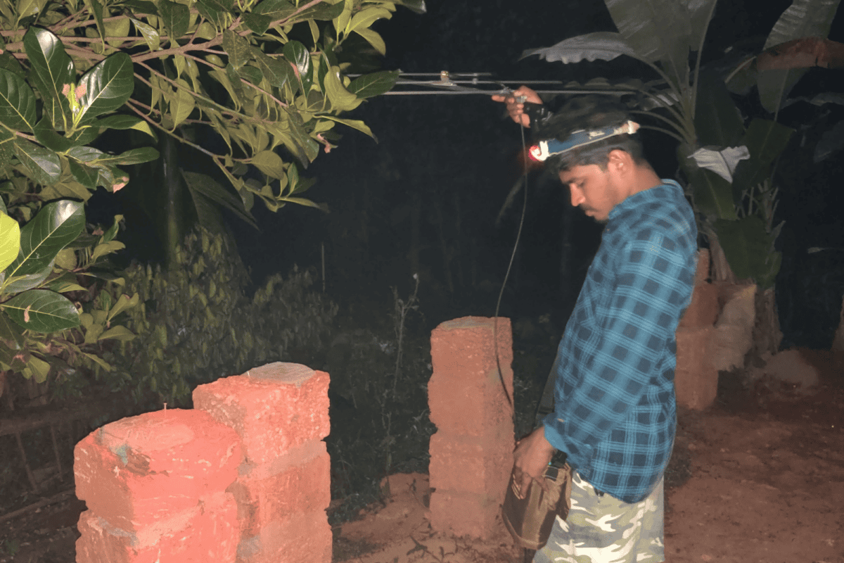 Flying is riskier for female katydids, finds India's first insect radio ...