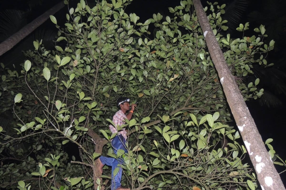 Flying is riskier for female katydids, finds India's first insect radio ...
