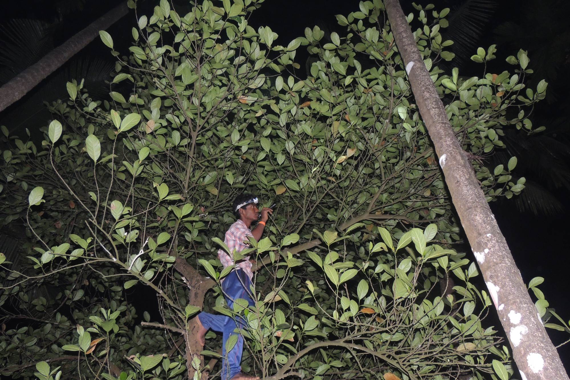 Flying is riskier for female katydids, finds India's first insect radio ...