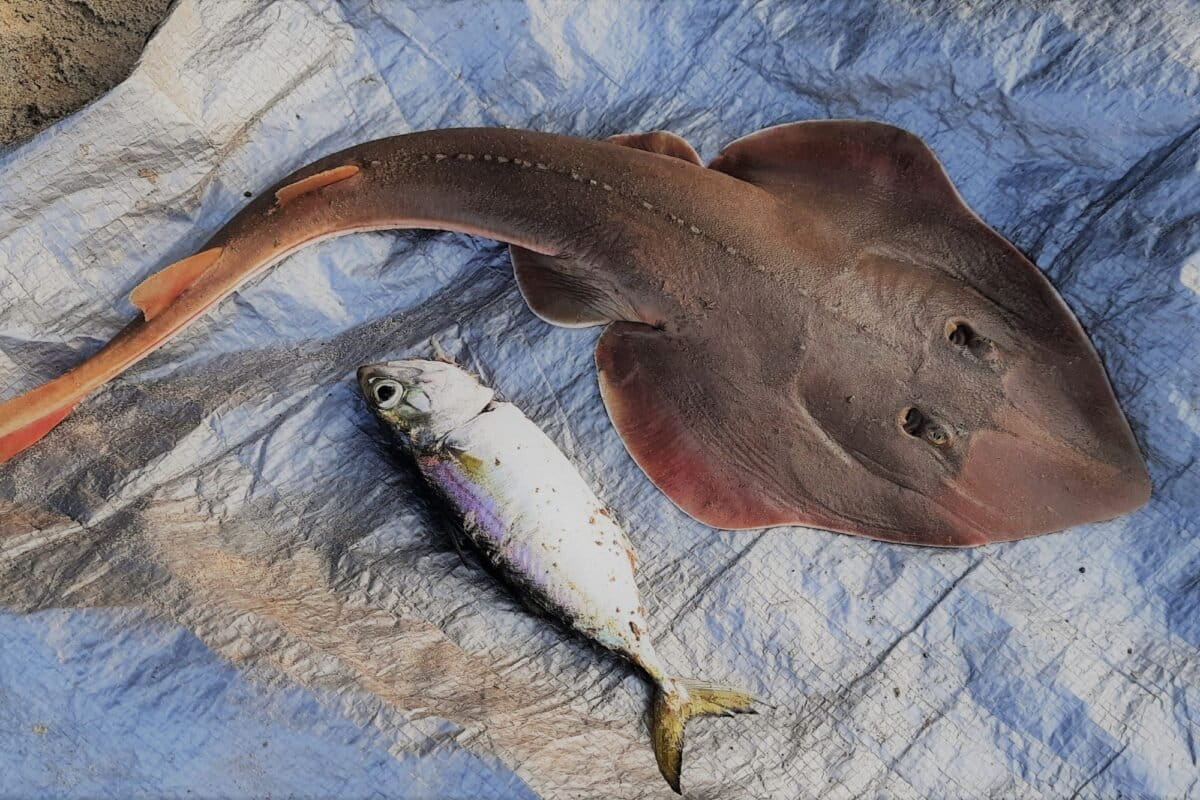 Understanding the role of local communities in the conservation of ...