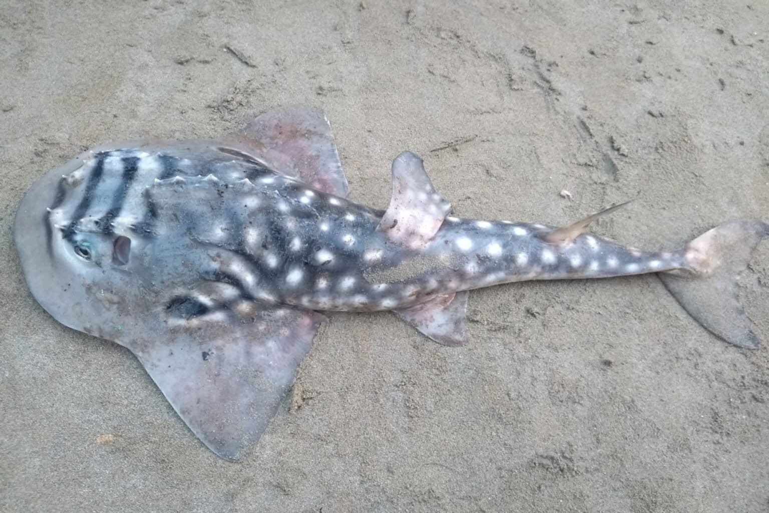 Understanding the role of local communities in the conservation of ...