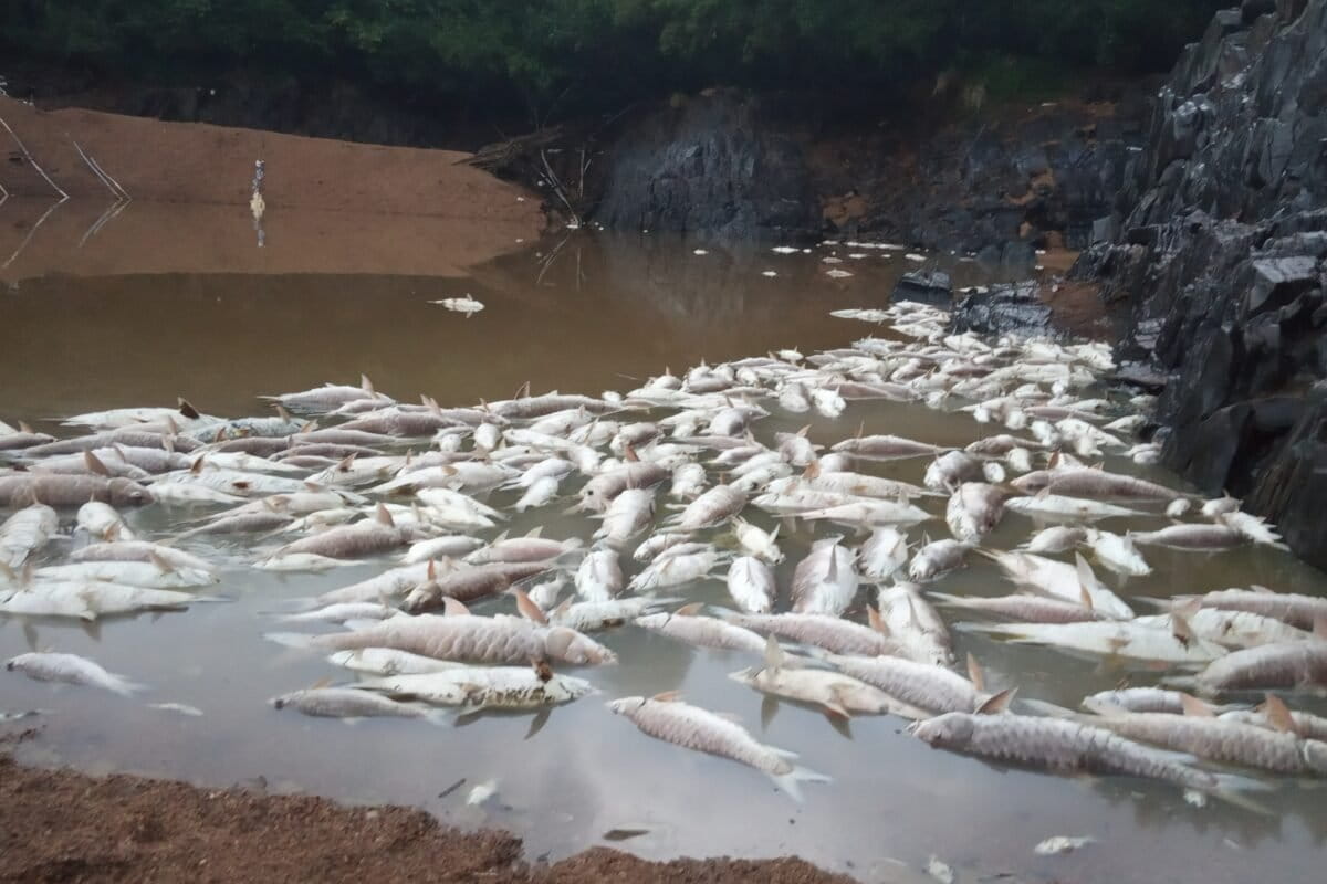 Warming water and pollution amplify fish mortality in Kerala during summer