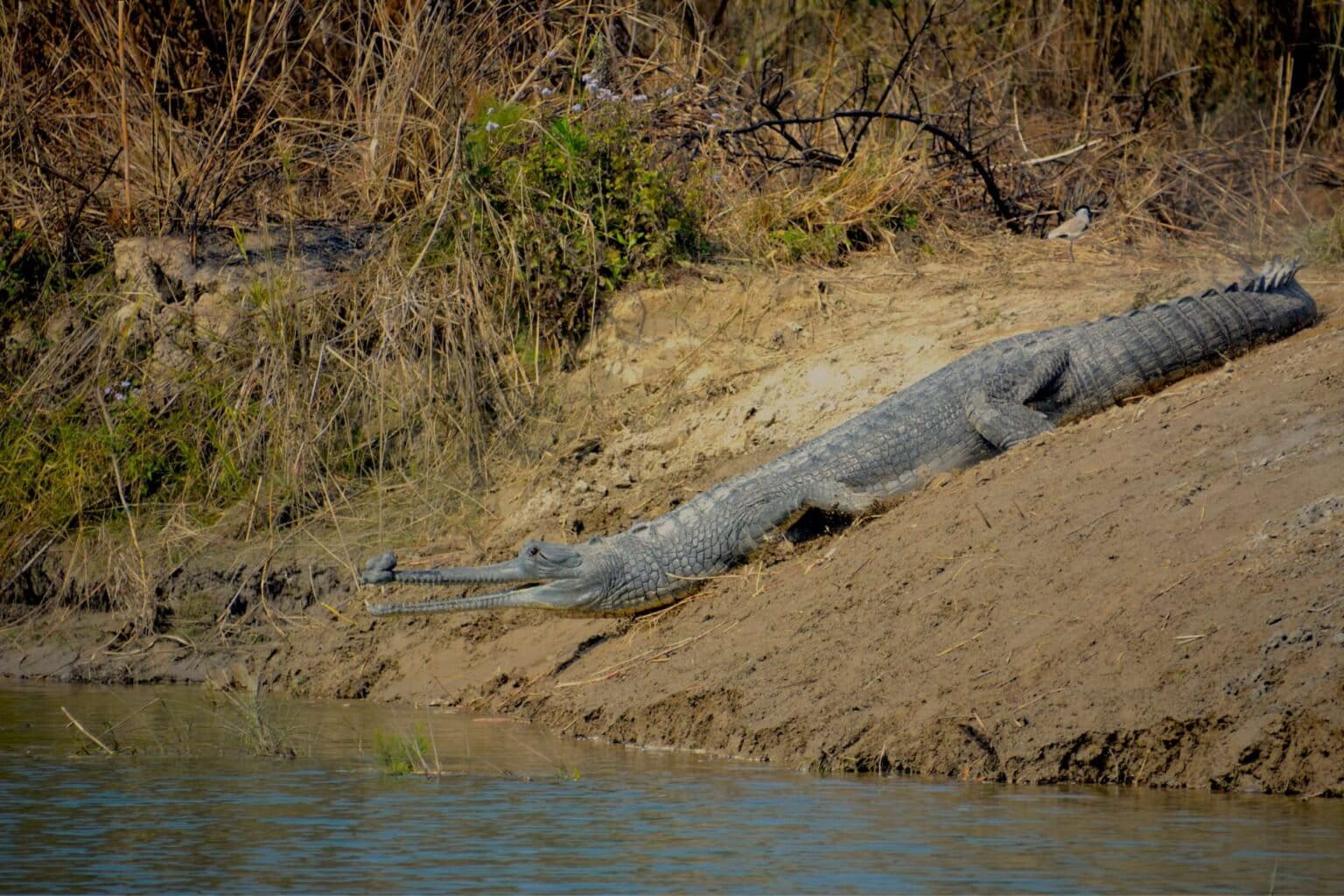 The gharial attempts a second comeback with help from the Katarniaghat ...