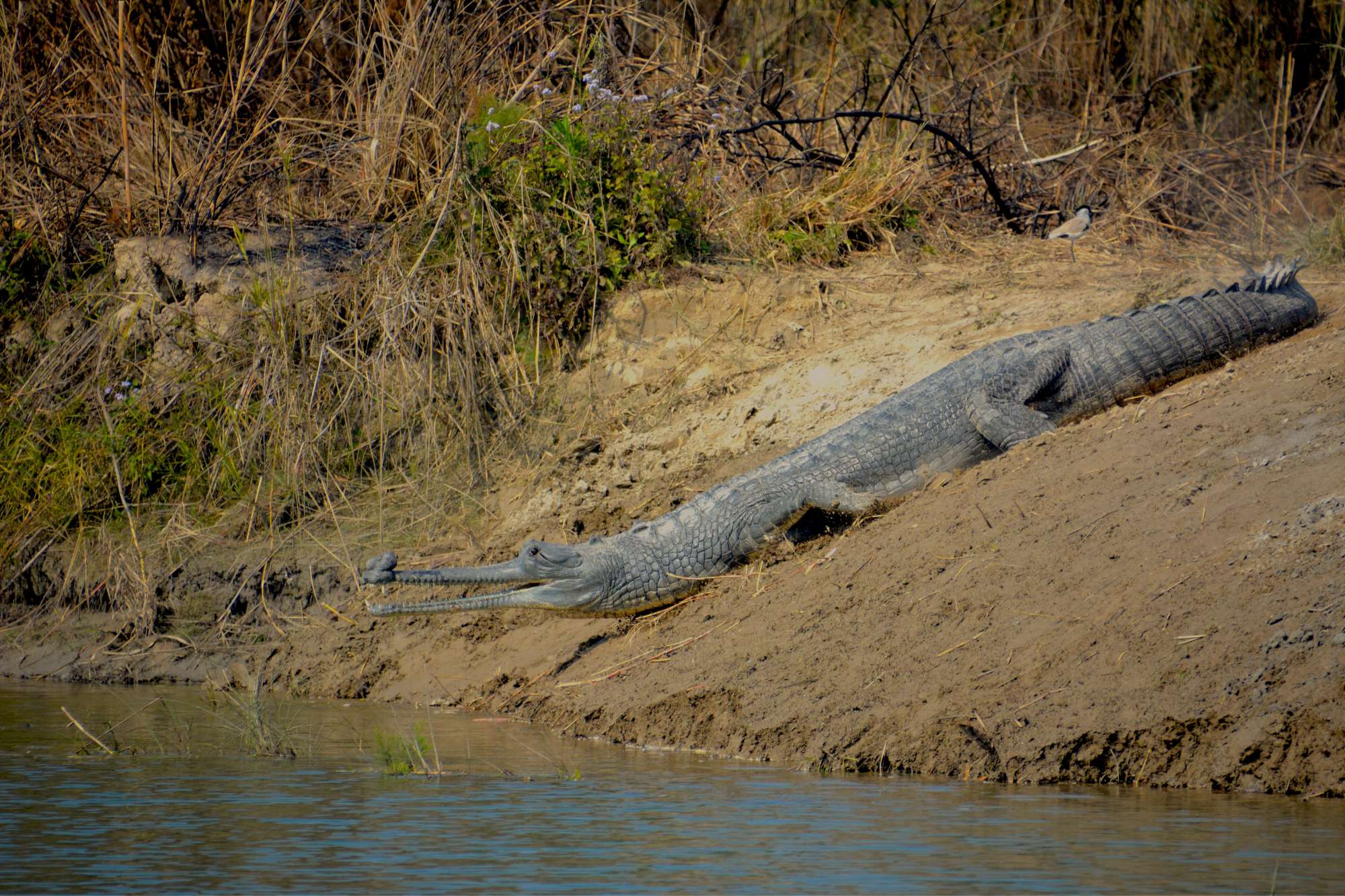 The gharial attempts a second comeback with help from the Katarniaghat ...