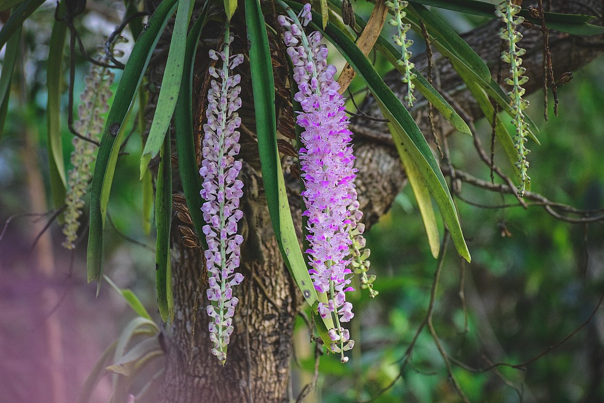 Orchids are blooming earlier than usual in Assam