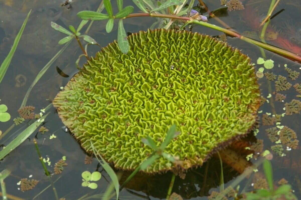 [Video] Bihar's makhana and the wetlands they grow in