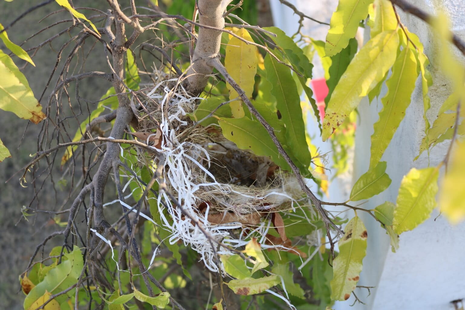 Birds use waste to build nests in a Bhopal institute