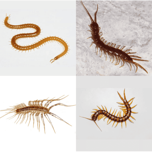 Why are evolutionary scientists studying the crawlies?