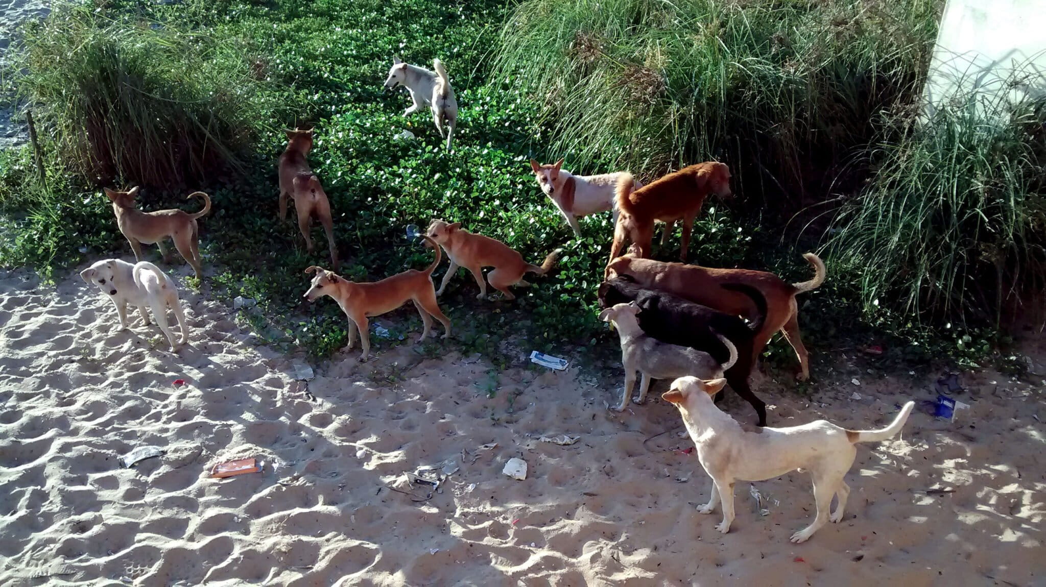 [Commentary] India needs a scientific response to mitigate the ...