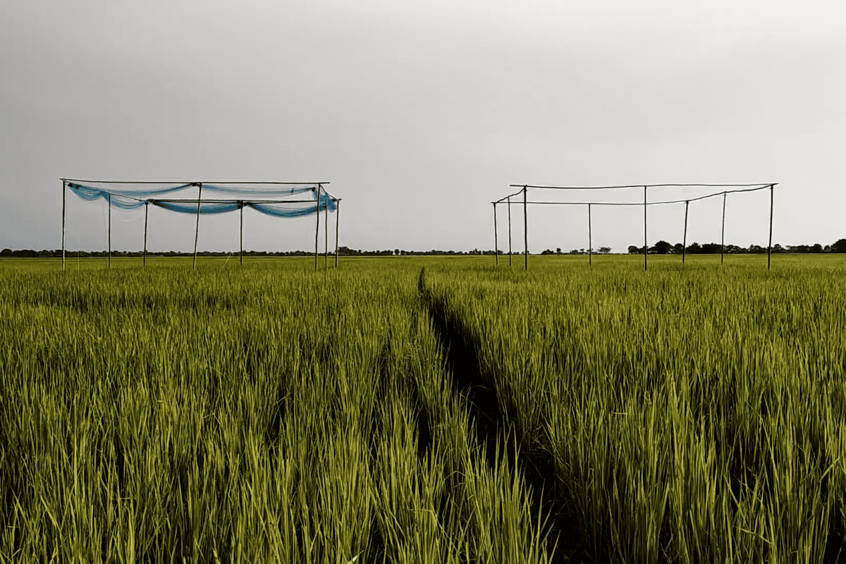 Bats are crucial for natural pest control in paddy fields in Assam