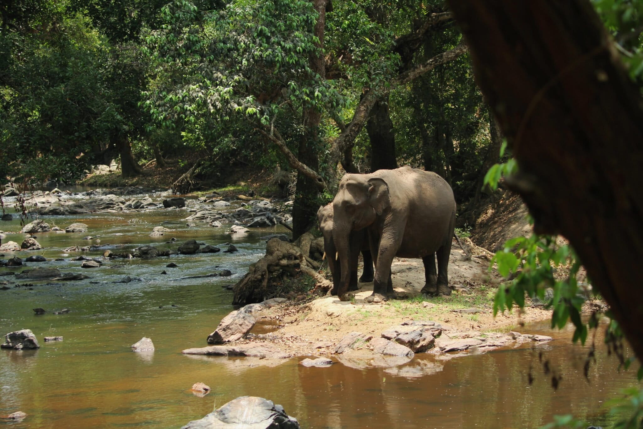 Wayanad is summer home for elephants, says a study