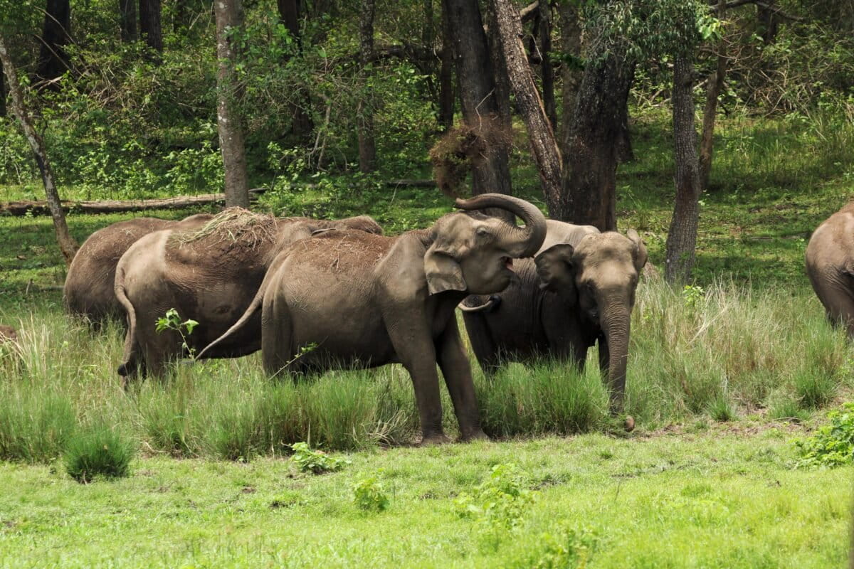 Wayanad is summer home for elephants, says a study