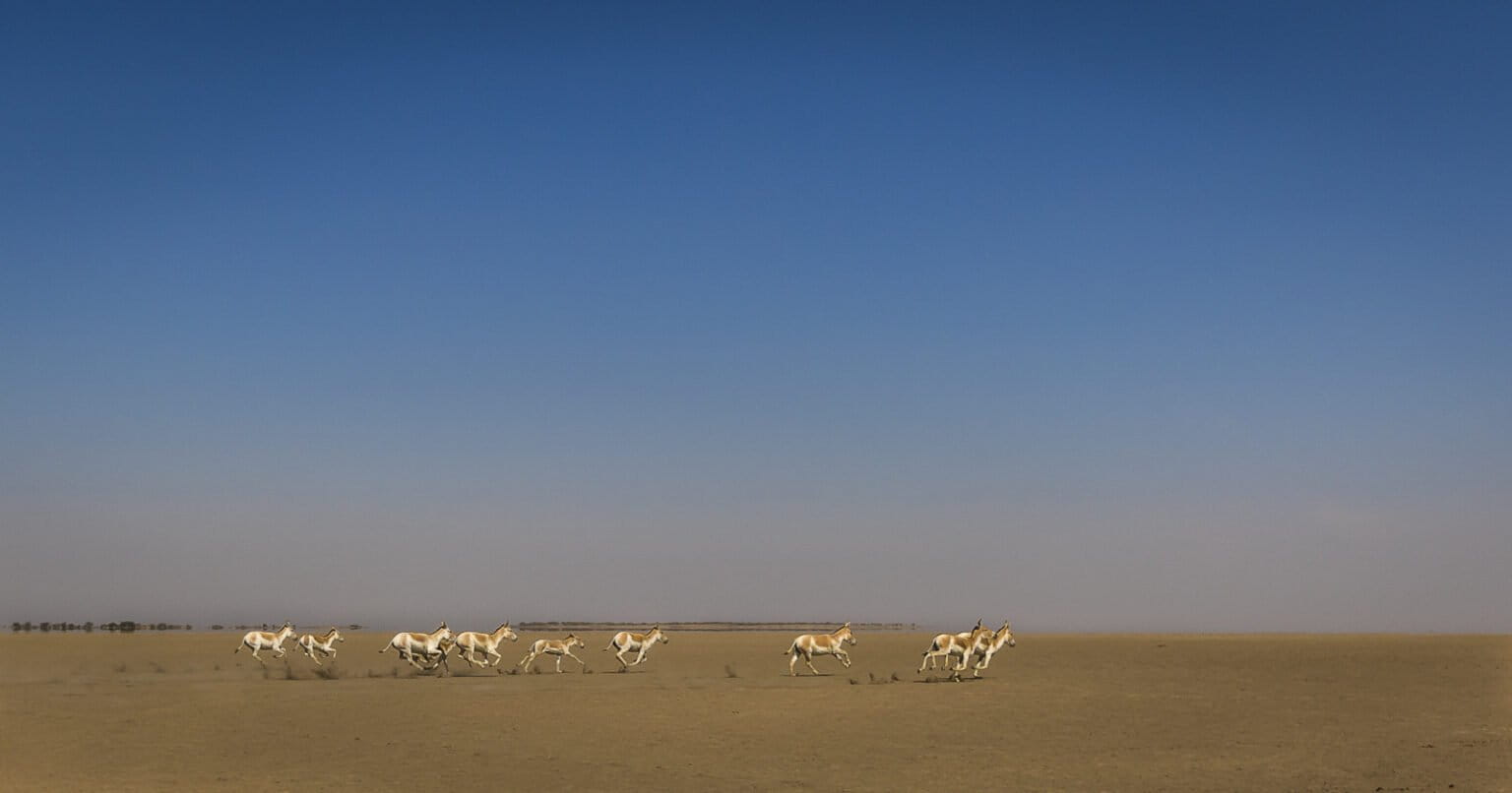 Traditional salt workers contribute to wild ass conservation and regain ...