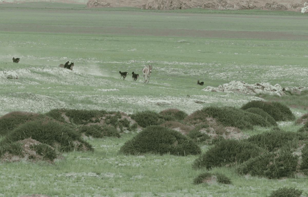 Free-ranging dogs in Ladakh