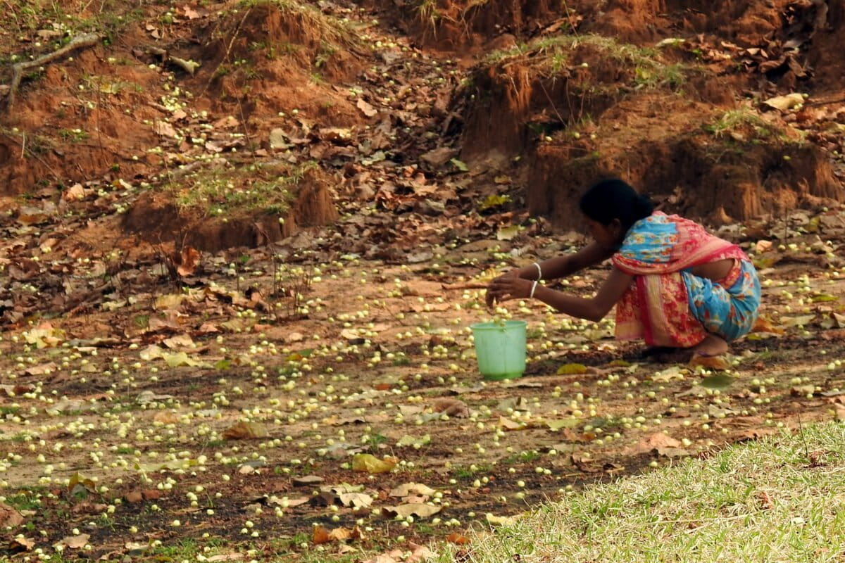 Erratic weather, altered social dynamics disrupt mahua economy