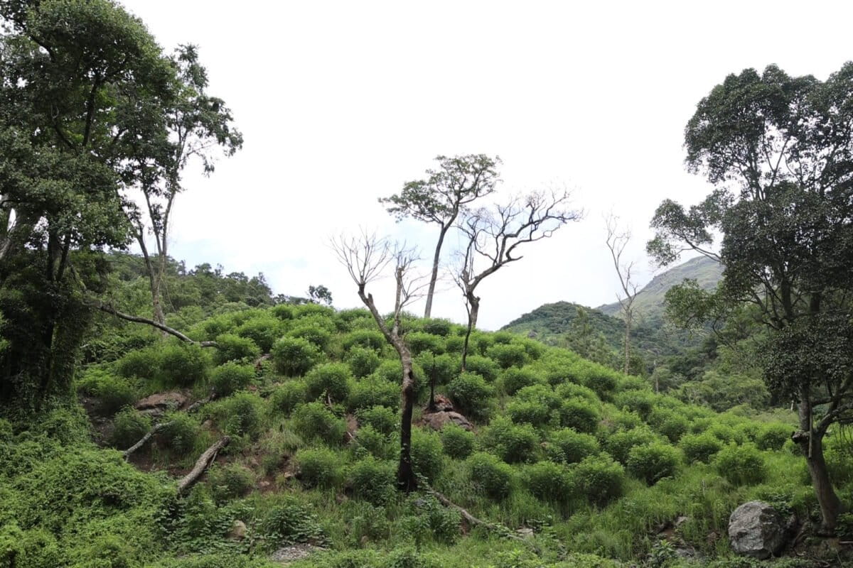 Attappadi adivasis revive millet cultivation to preserve tradition