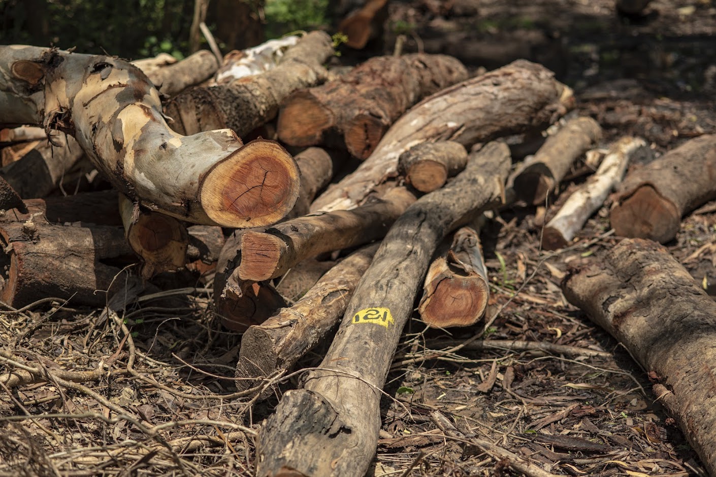 [Commentary] Amendments in the Forest Conservation Act enable community ...