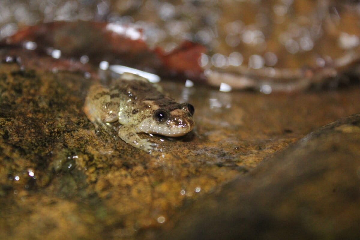 Genetic insights of Kempholey night frog can inform conservation