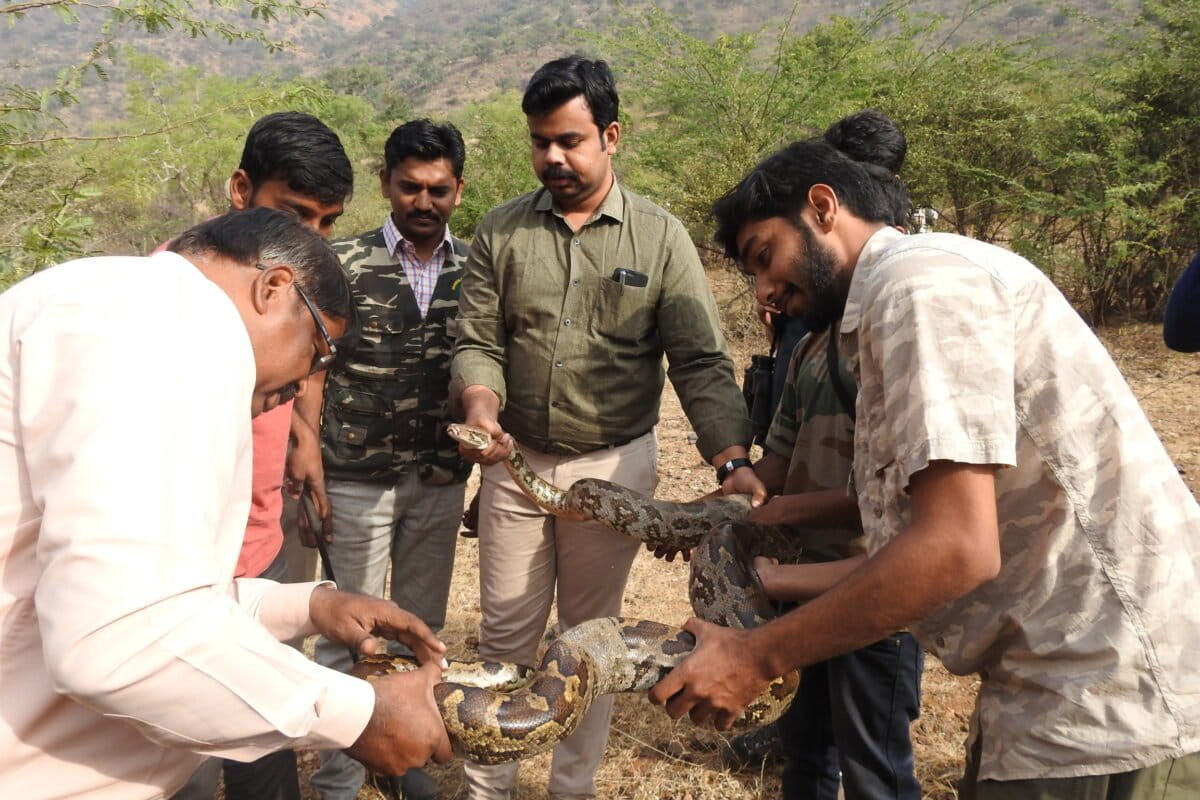 Pythons return home, slowly but surely, finds a new study