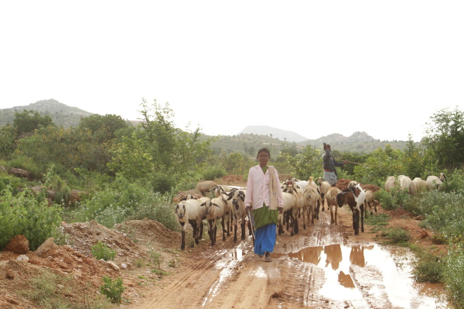Study looks at ways to manage mesic savannah ecosystem