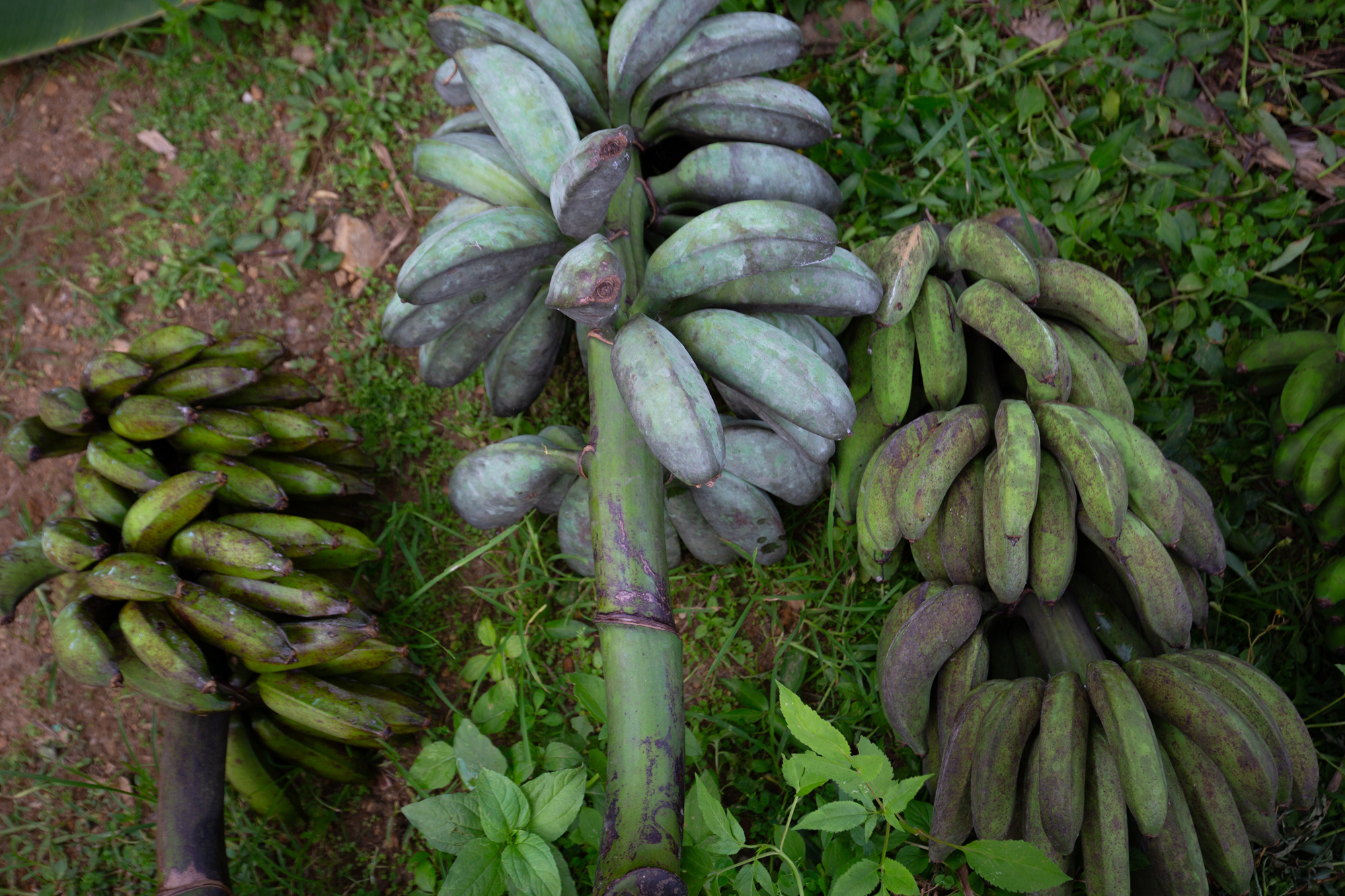 Kerala farmers go bananas over diversity