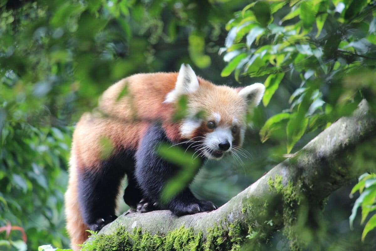 India gears to use eDNA to identify, track wildlife