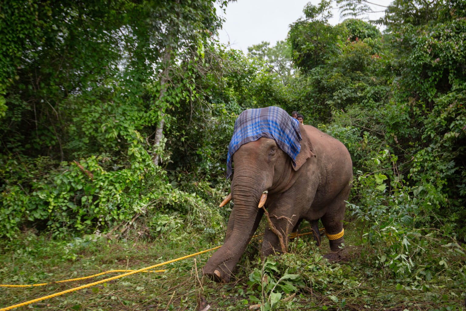 Problems maximise for Elephas maximus in Karnataka