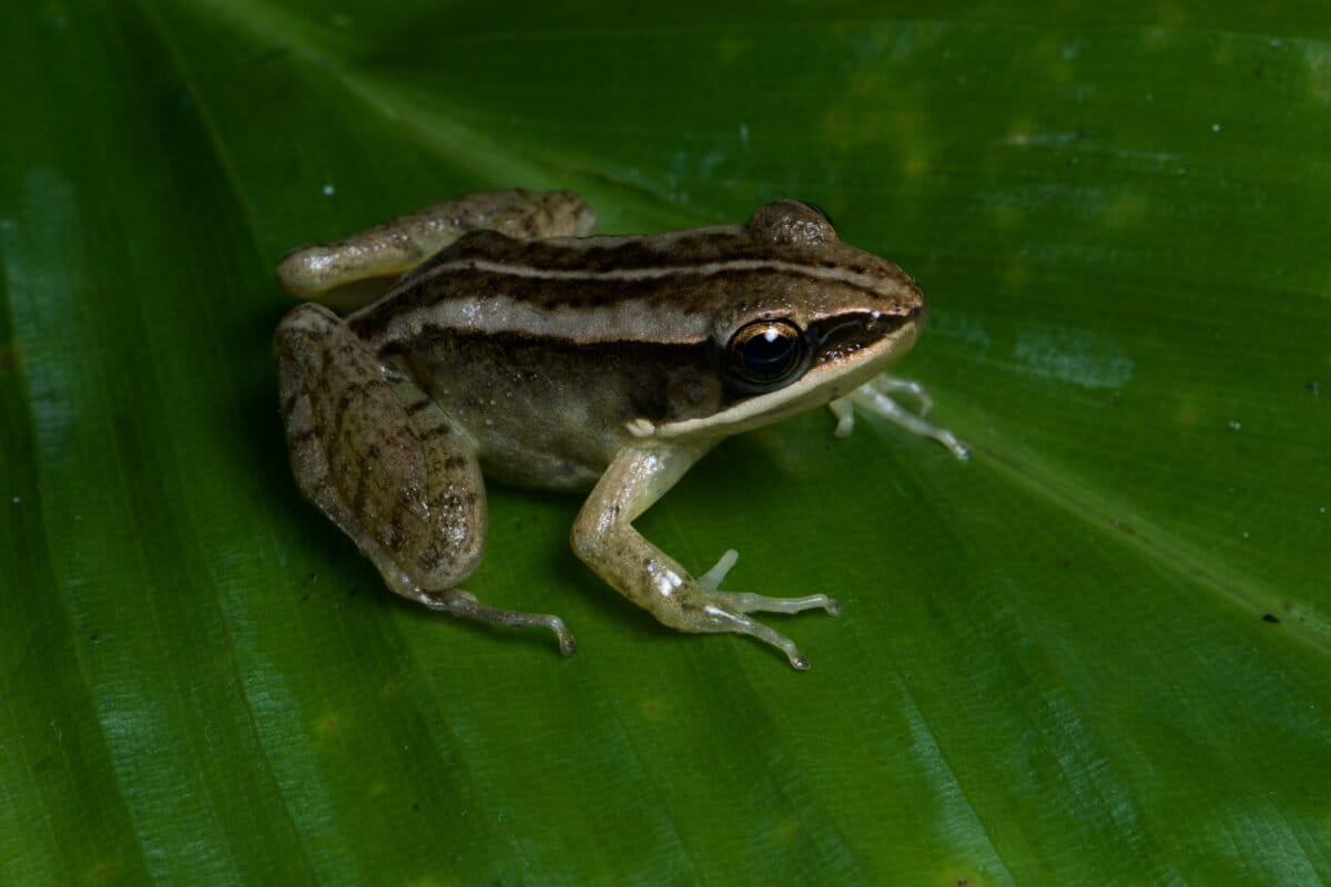 Named after their habitats, three new frogs add to Arunachal’s biodiversity