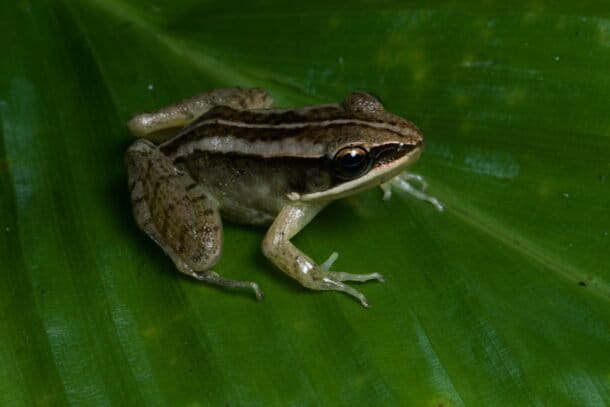 Named after their habitats, three new frogs add to Arunachal’s biodiversity