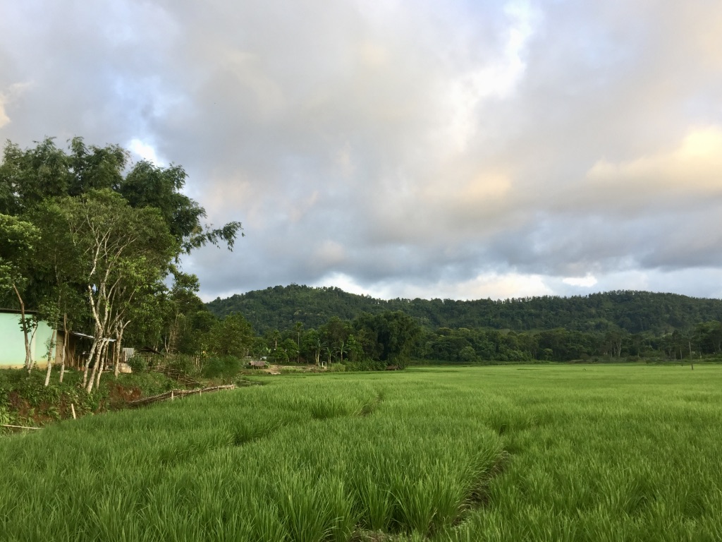 Malaria carrying mosquitoes in rice fields