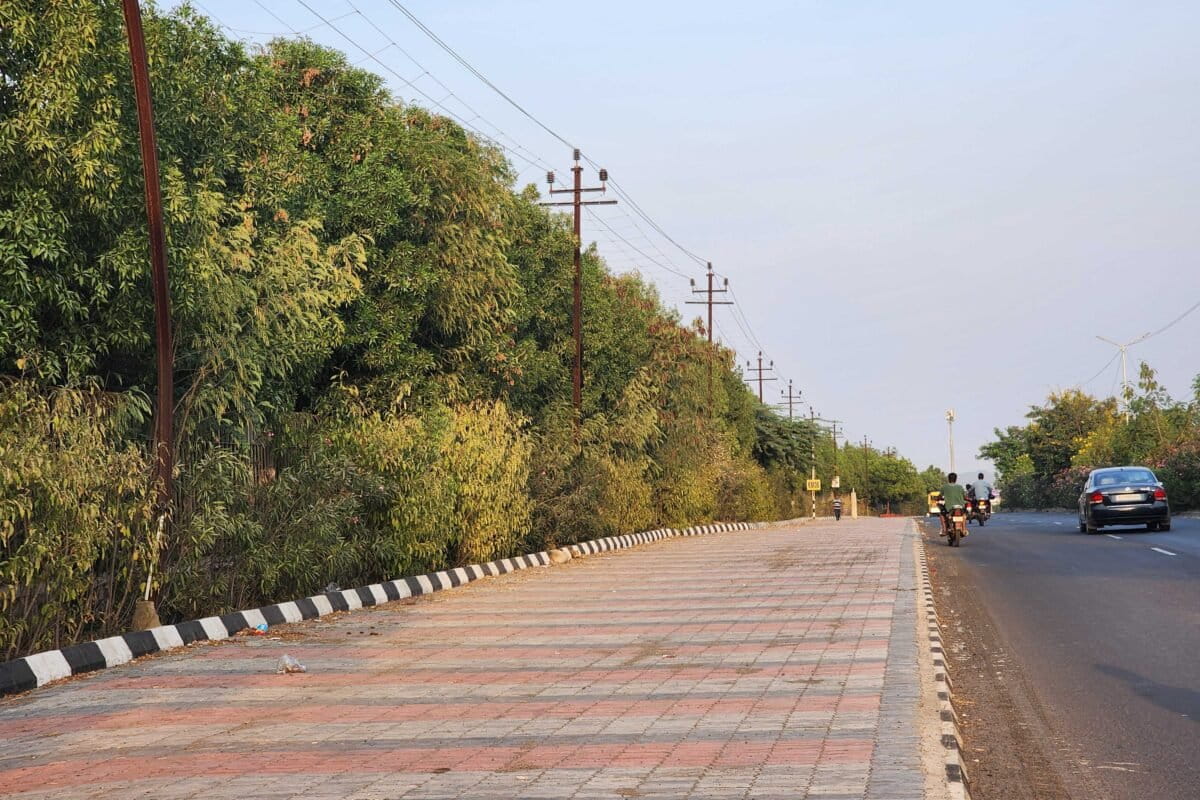 Gujarat bans exotic Conocarpus tree amid health and environment hazard