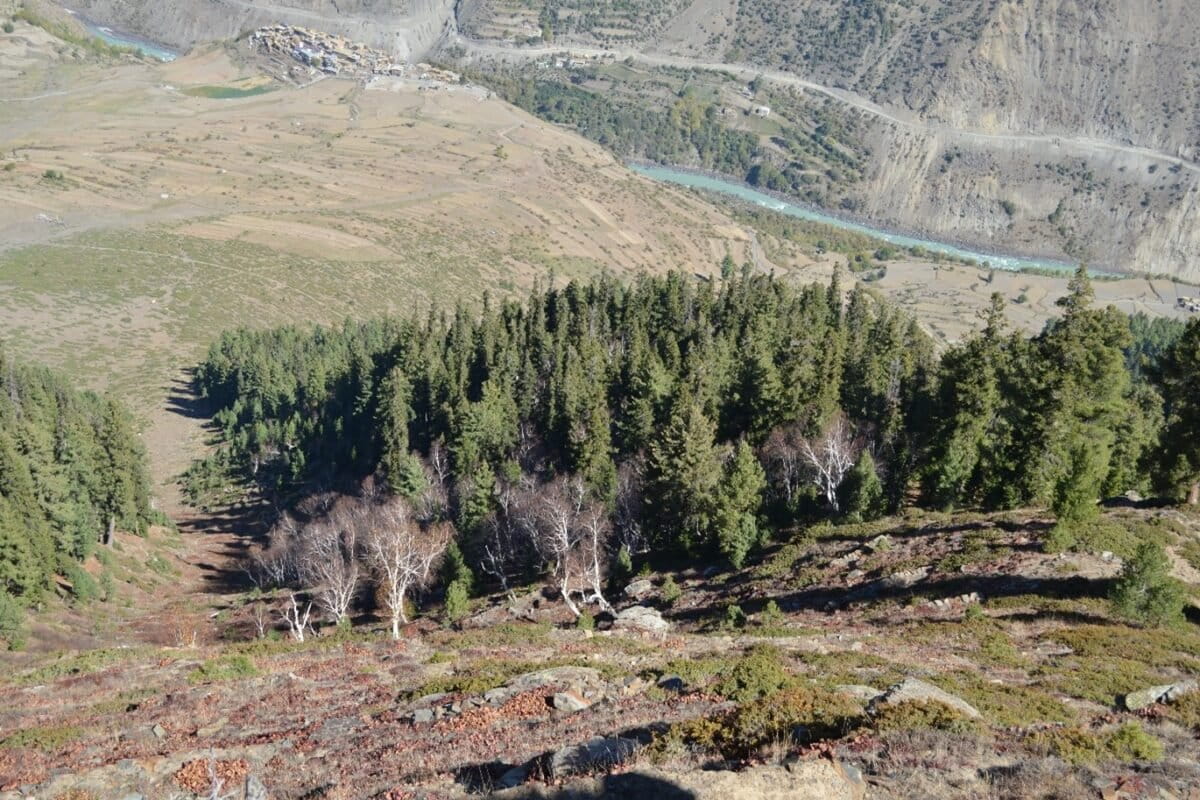 Himalayan treelines might be climbing higher in response to climate change