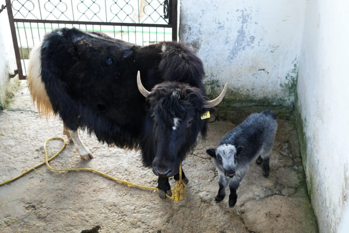 Brokpas bank on yak milk products to sustain traditional livelihood