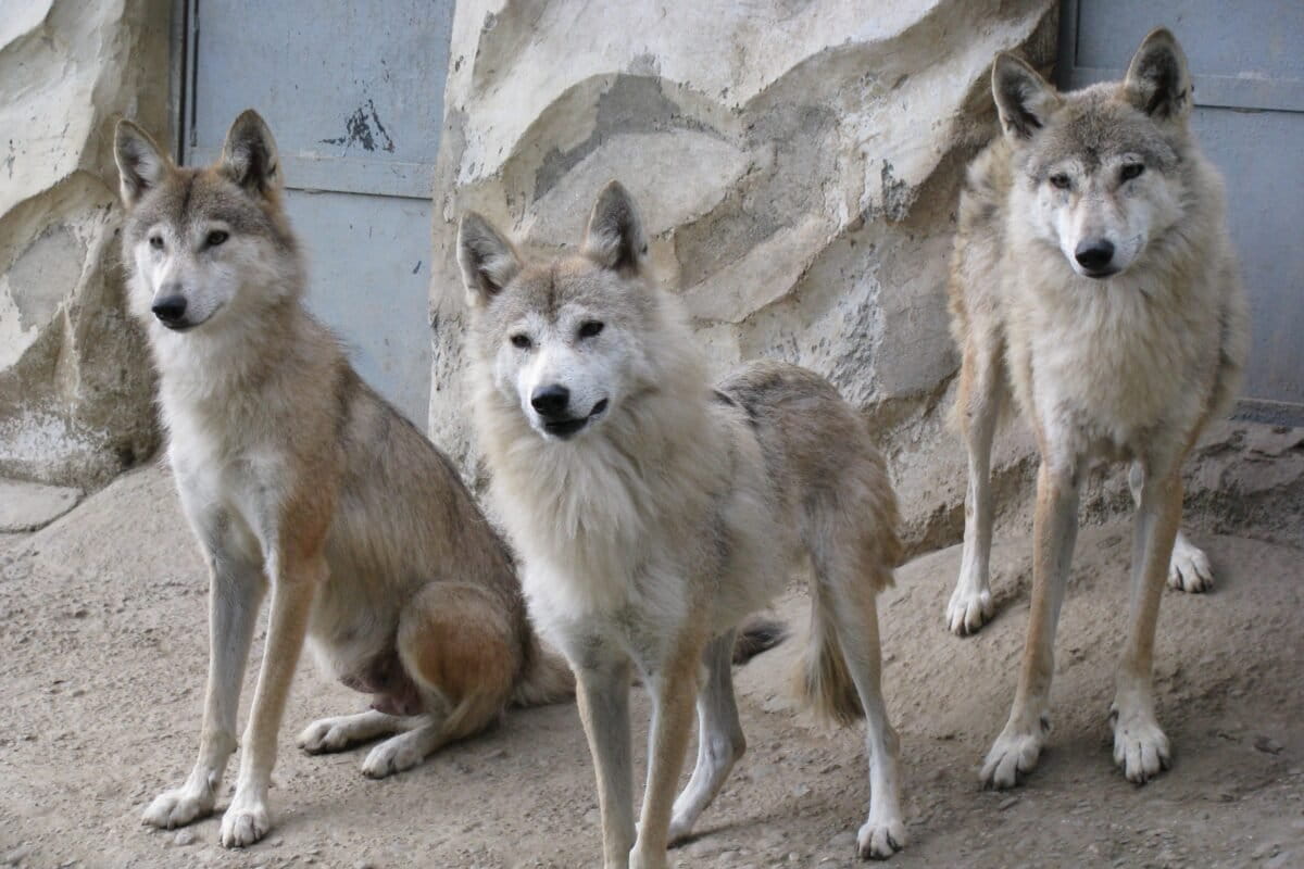 Himalayan wolf listed as ‘vulnerable’ in IUCN, prompts concerted ...