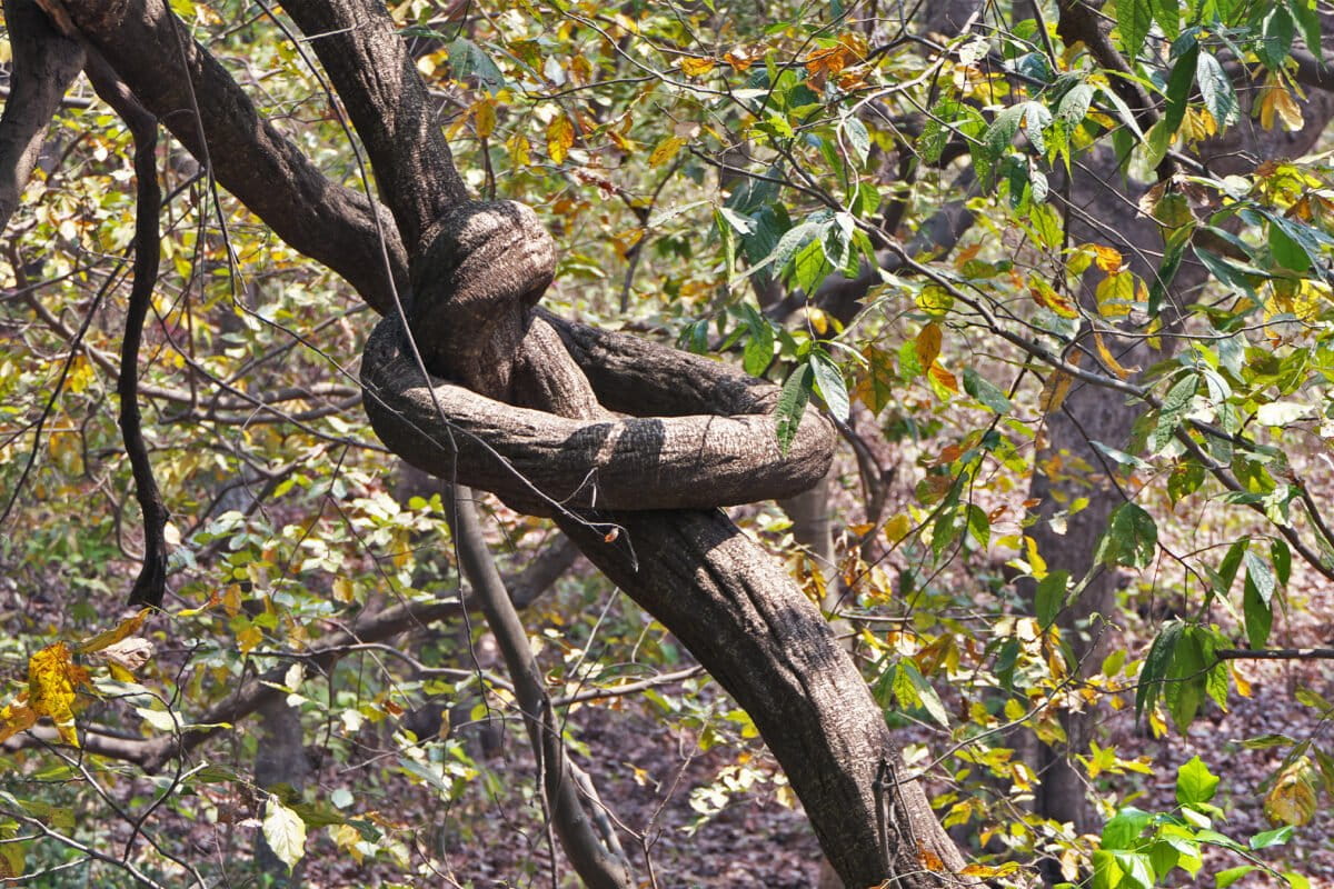 Cutting lianas can boost carbon sequestration in forests, finds study