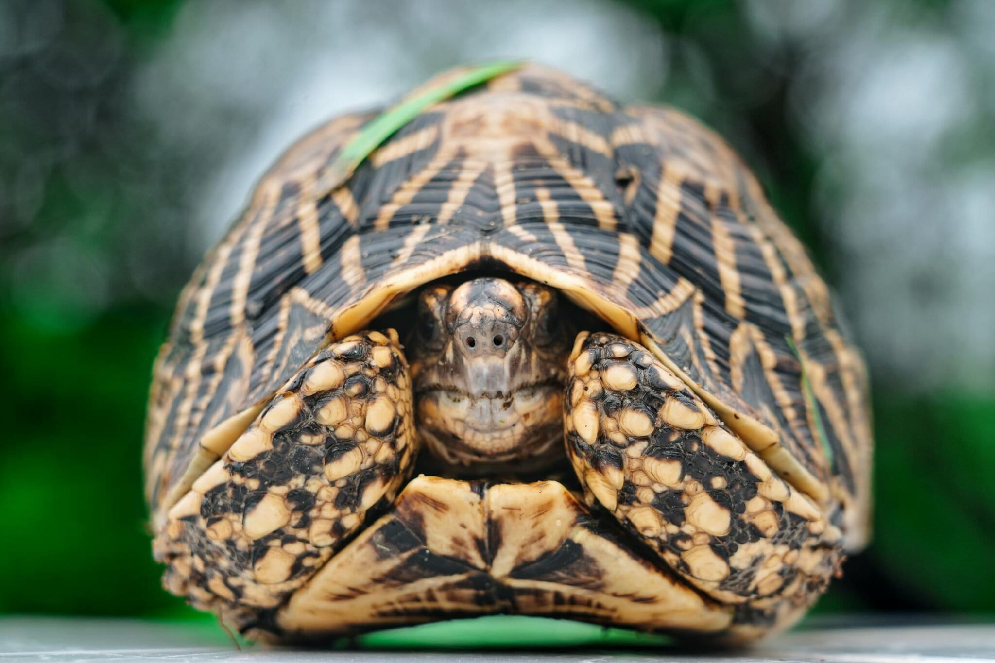 Rehabilitating trafficked star tortoises using genetic intelligence