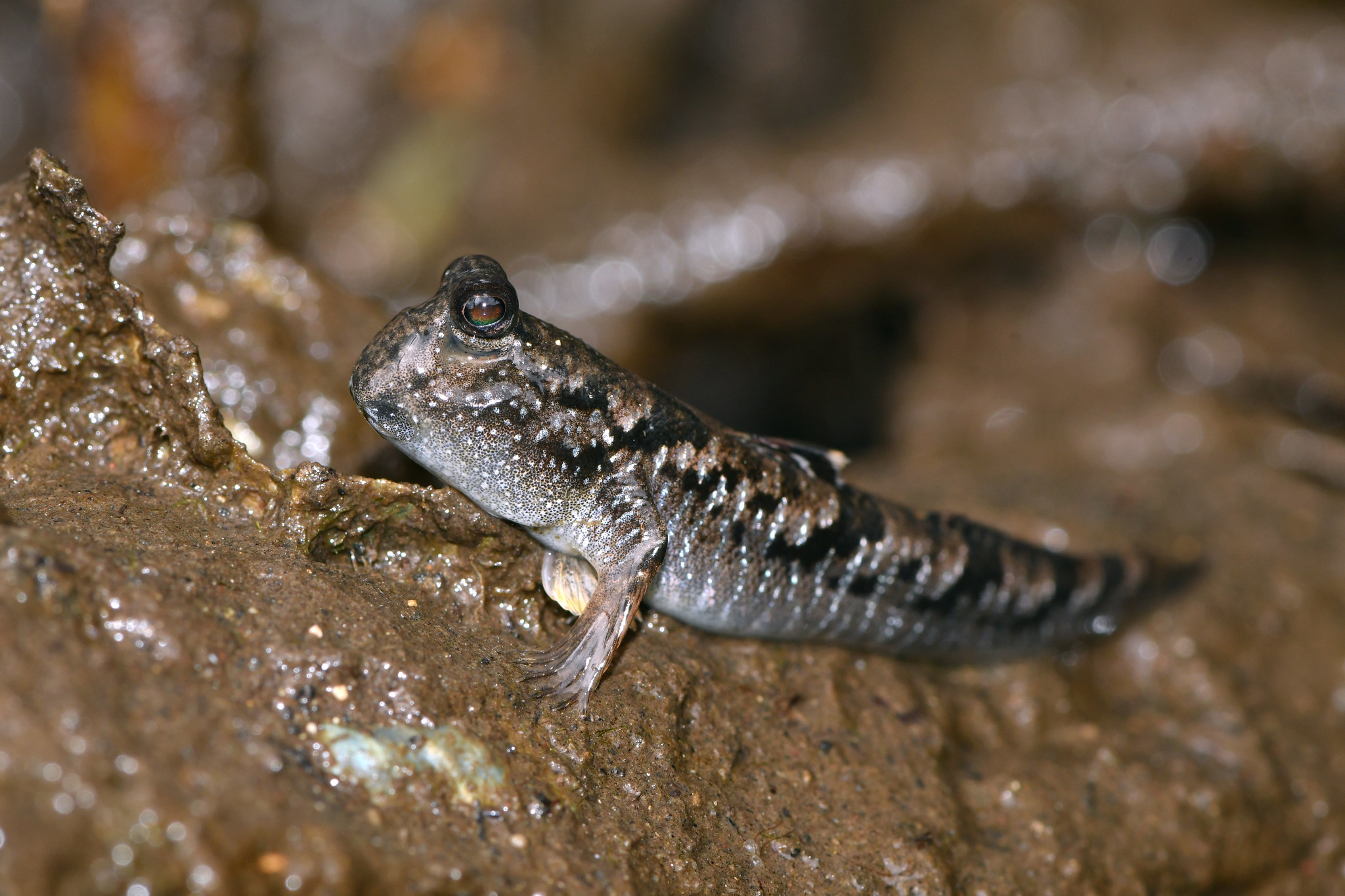 The fish that skips and crawls on land