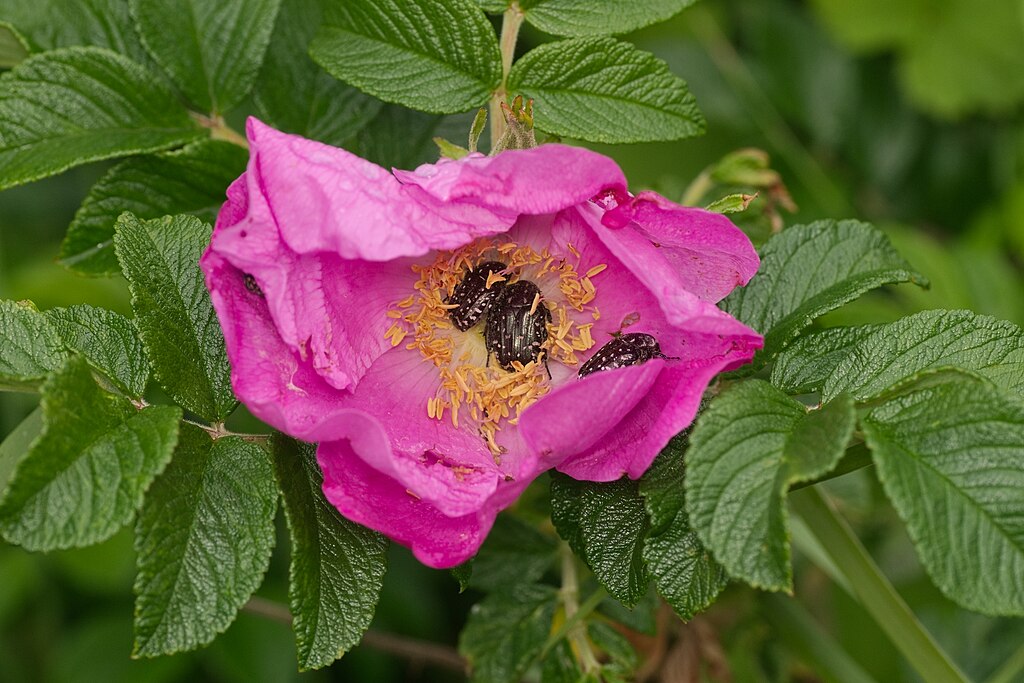 Meet the beetles, the tiny titans of pollination