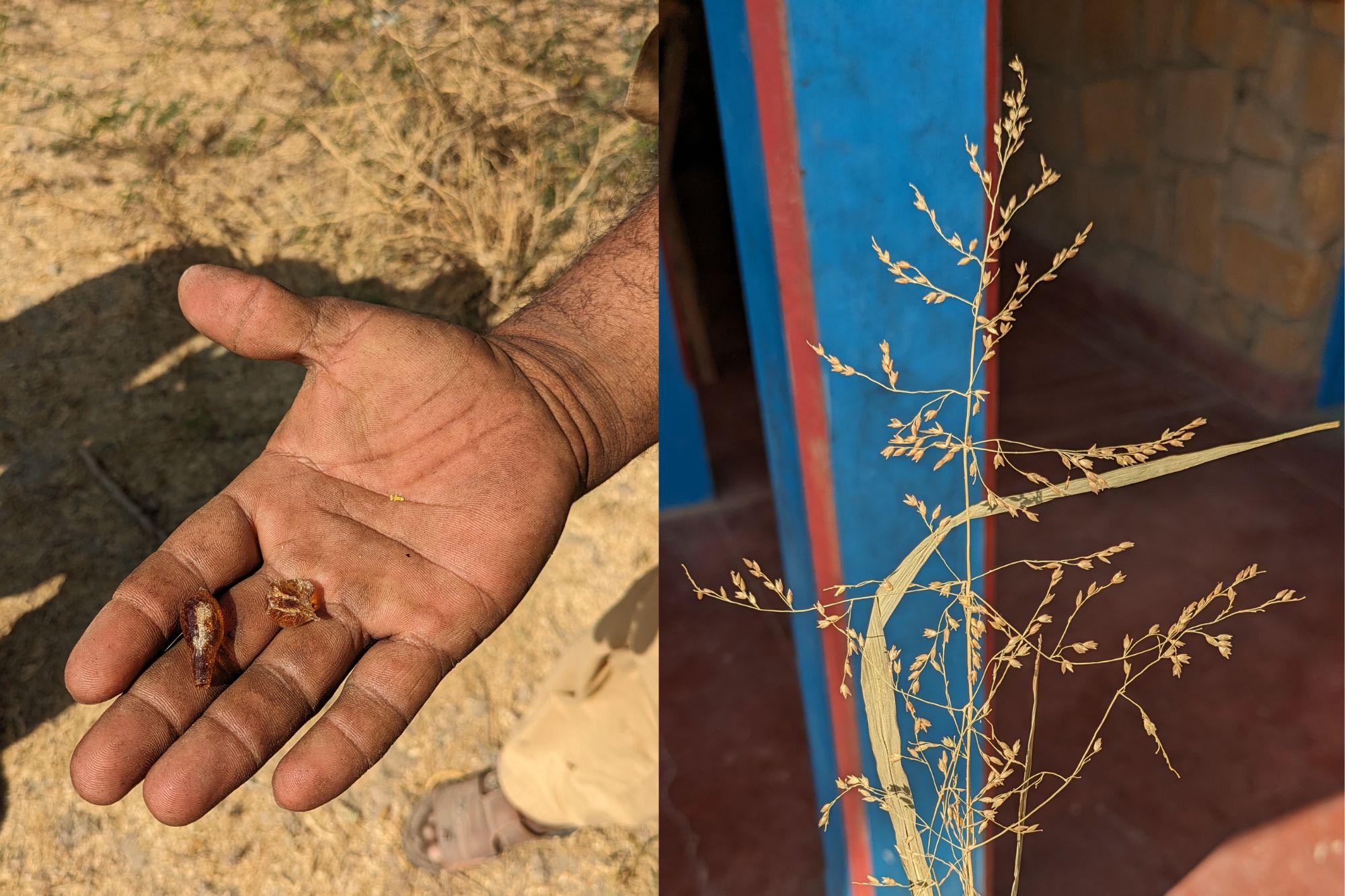 Banni’s edible local grasses threatened by the spread of Prosopis