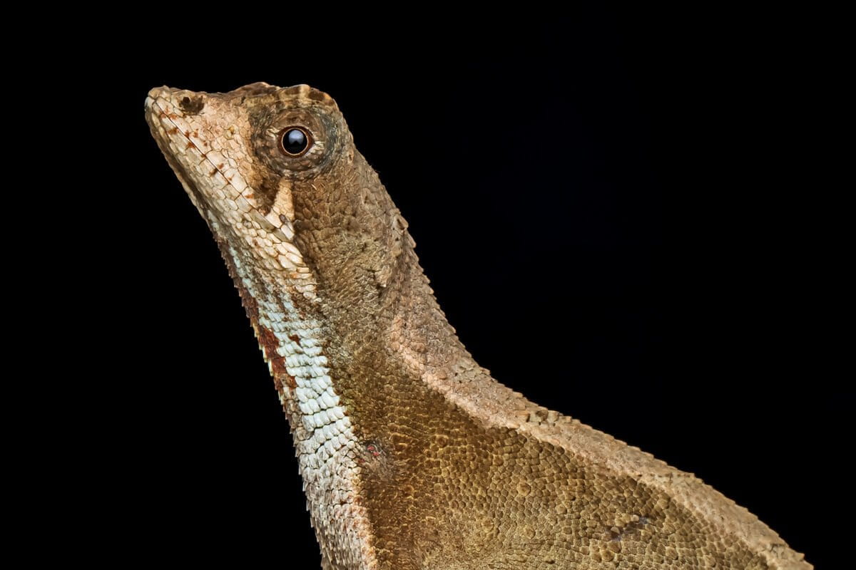 With a new discovery, lizard studies get an edge