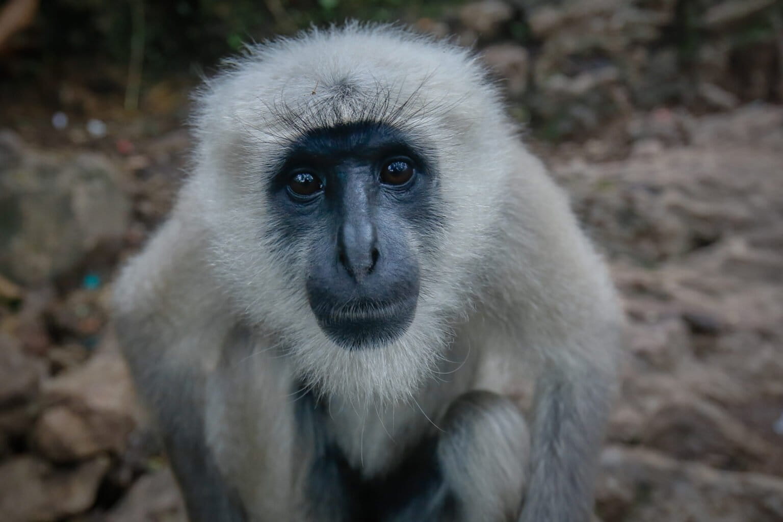 Kyasanur Forest Disease: A ticking health bomb in the Western Ghats