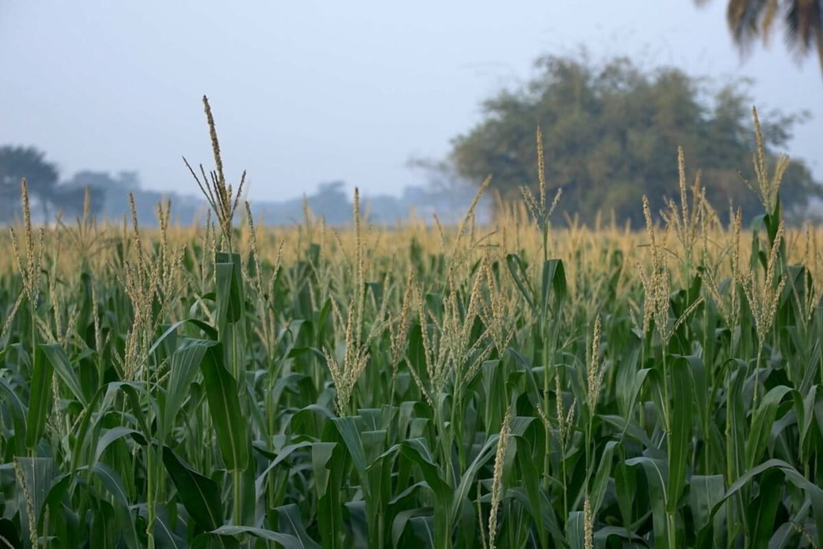 [Video] Maize takes centre stage as Bihar ramps up biofuel production