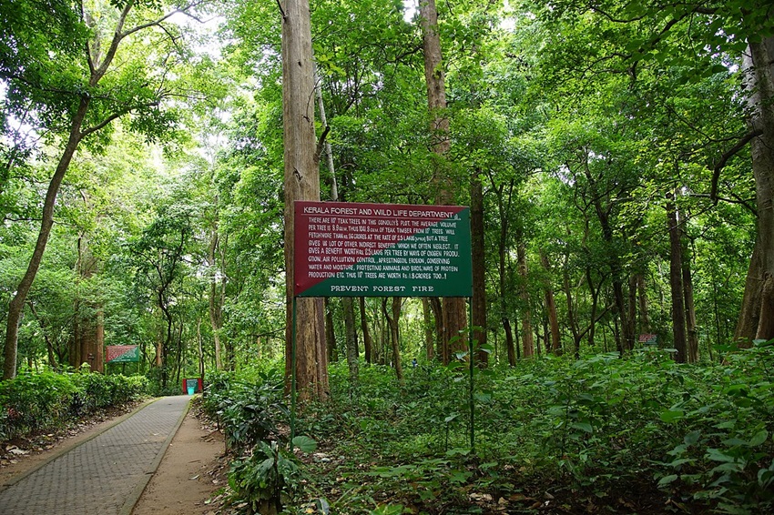 [Commentary] Unravelling forest conservation: The battle over the forest