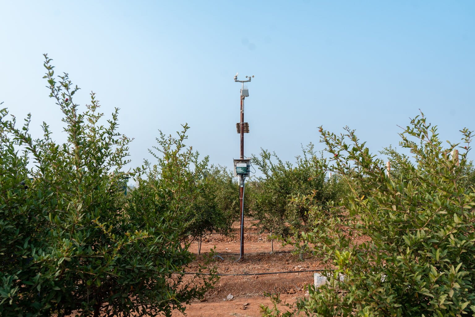 Farming with drones and AI-based tools to increase yield