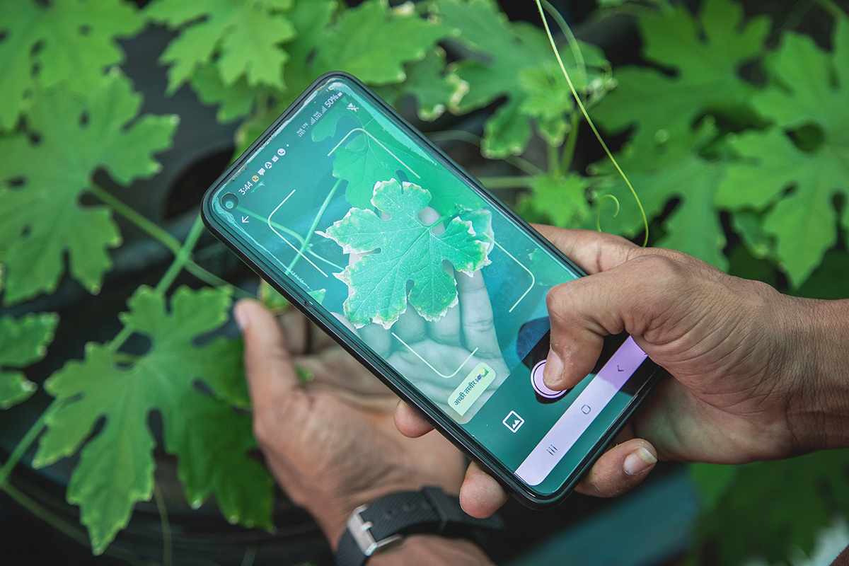 Rising temperatures alter insect-crop interactions and impact ...