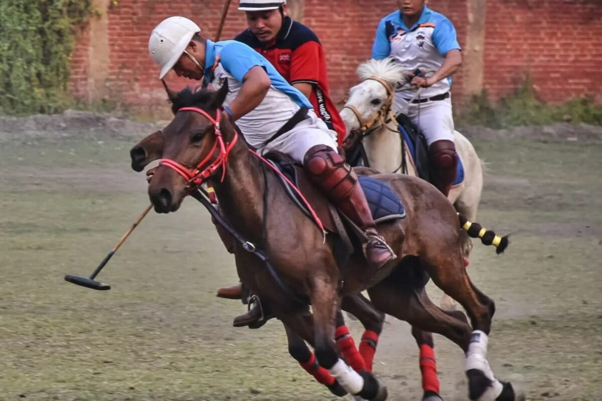 Manipuri ponies under threat despite state conservation policy