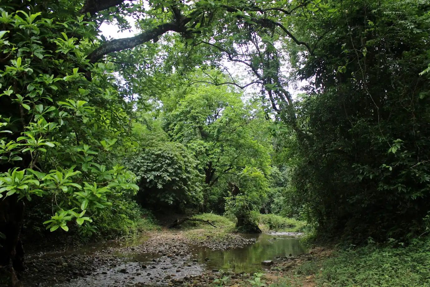 Researchers describe a new cicada species, bicolor butterfly, from ...